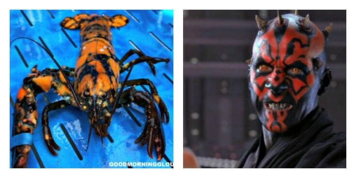 Jedi Lobsters and 12 Phenomenal Lobster Facts