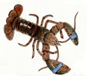 How to Handle, Store and Keep Live Lobster at Home