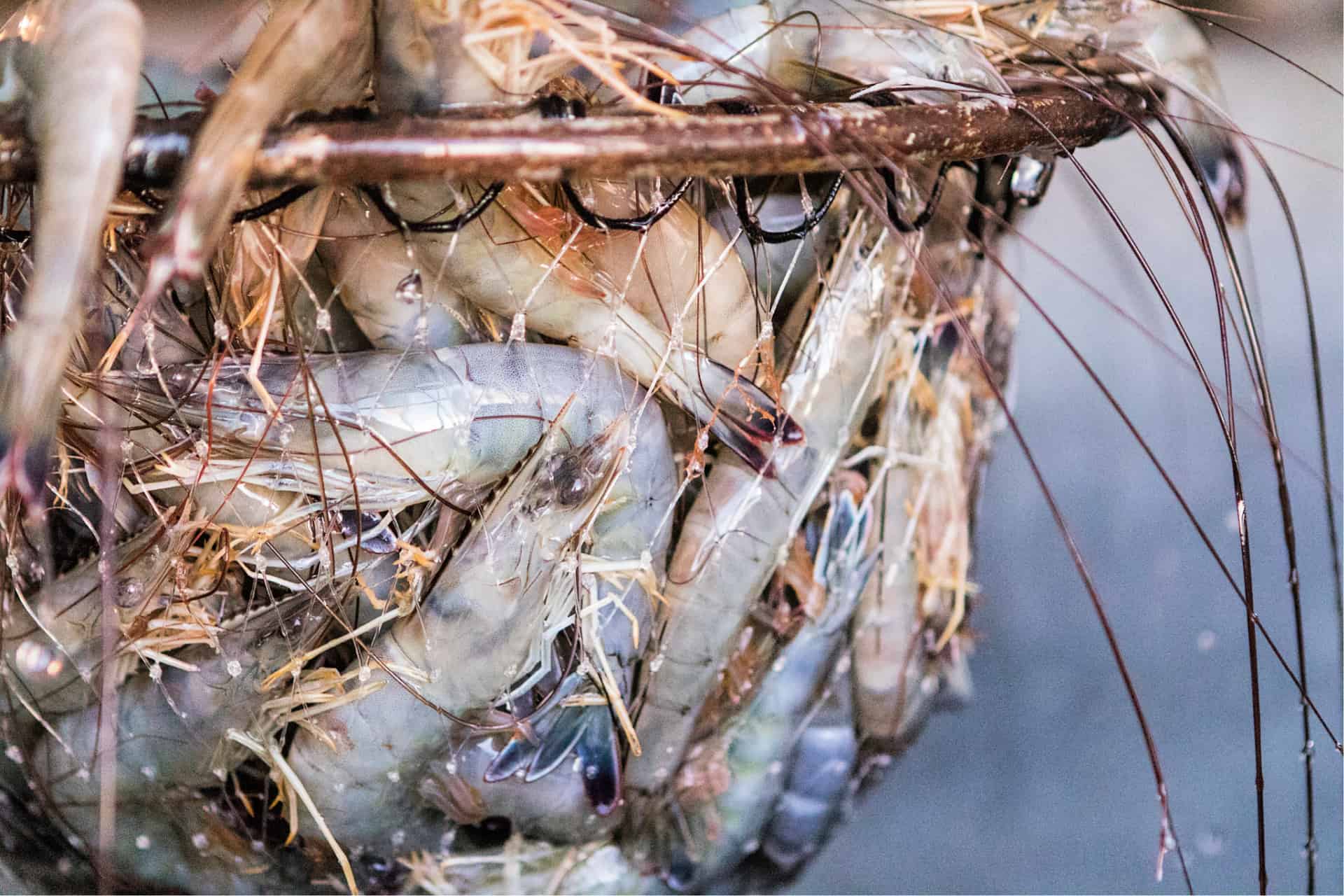 Order Wild Caught Shrimp | LobsterAnywhere LobsterAnywhere.com