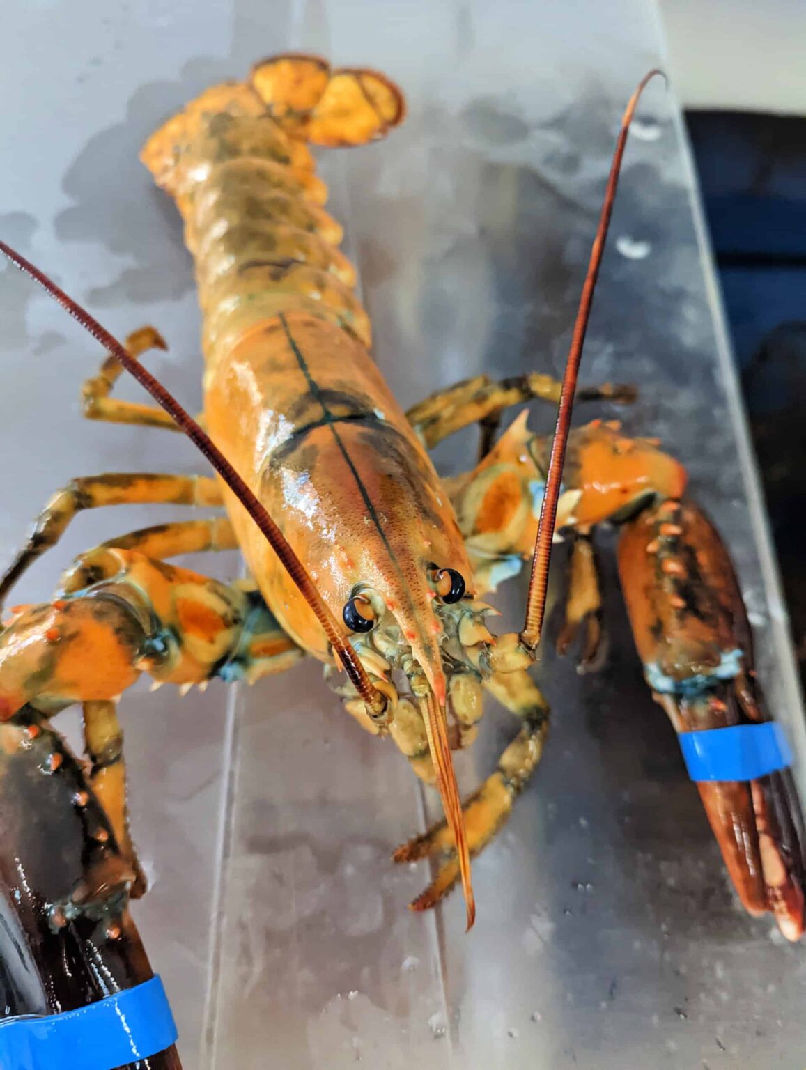 50 Shades of Lobster Red: What Color are Lobsters, Really?