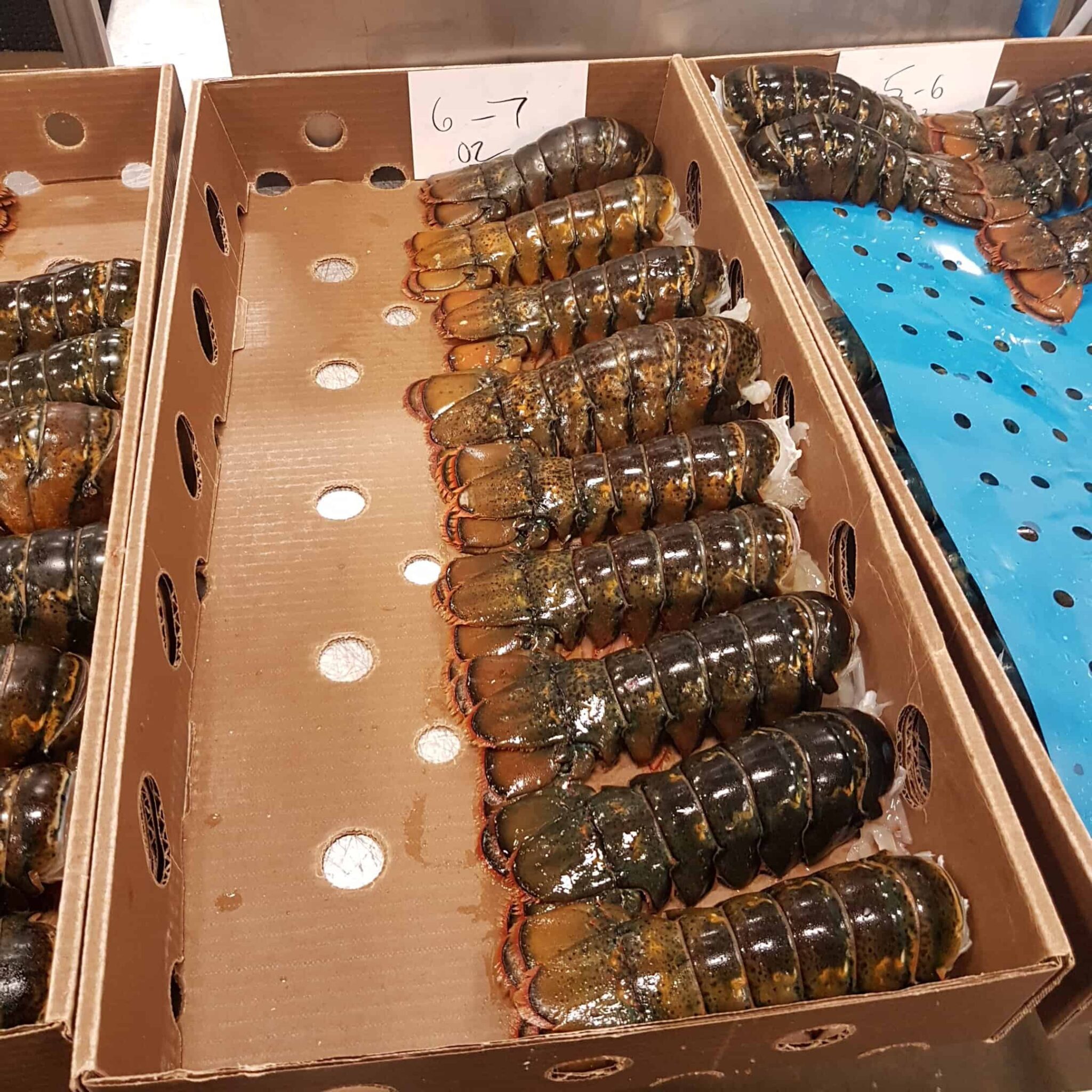 How To Freeze Lobster: Whole, Tails, Claws, and Meat- LobsterAnywhere